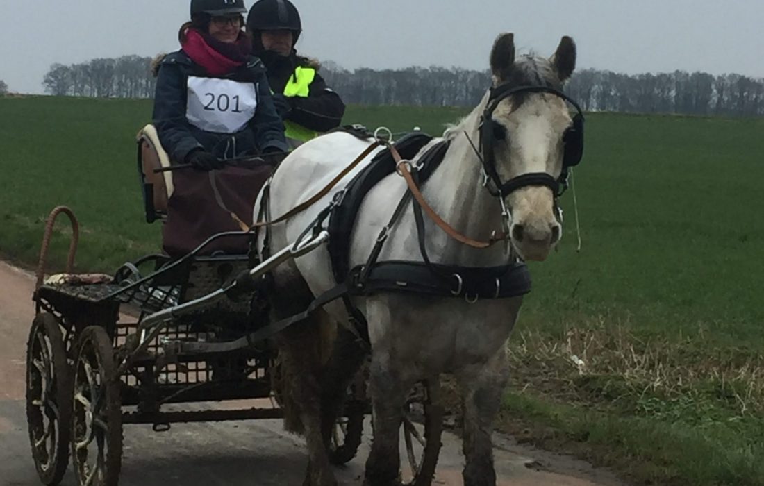 Programme des balades, randonnées et évènements à cheval